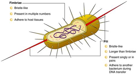 External Structure Of Bacteria ~ Zero Infections