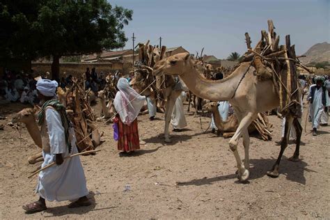 Filming In The Camel Market Eritrea Africa Fixers