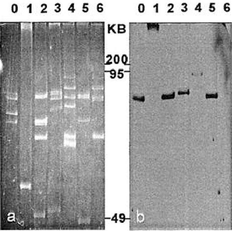 Plasmids From The Seven Races Of Pseudomonas Syringae Pv Glycinea Download Scientific Diagram