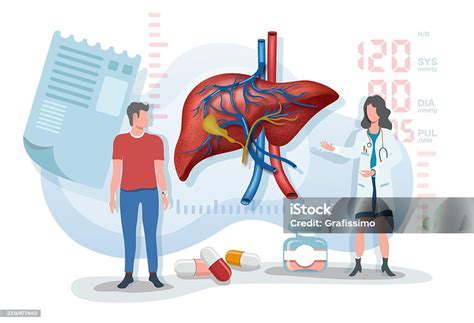 여성 의사는 환자에게 설명하는 인간을 검사하고 간 평면 디자인 일러스트 2명에 대한 스톡 벡터 아트 및 기타 이미지 2명 간 내부 기관 간동맥 Istock