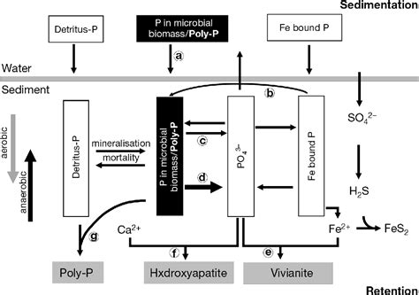Figure 3 From Polyphosphate Accumulating Microorganisms In Aquatic Sediments Semantic Scholar
