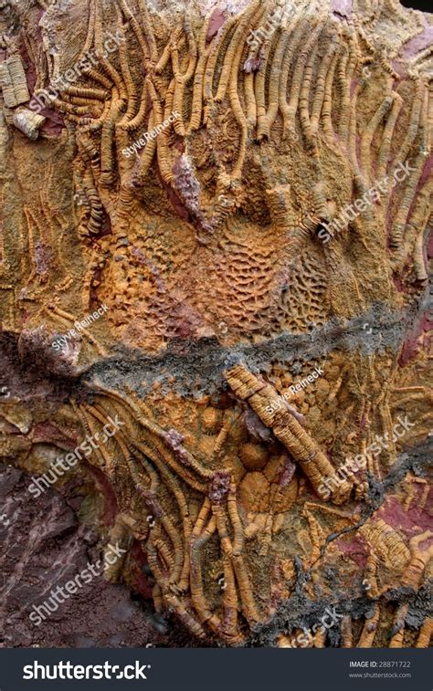 Visible Fossils In Sedimentary Rocks At Tiffany Bone Blog