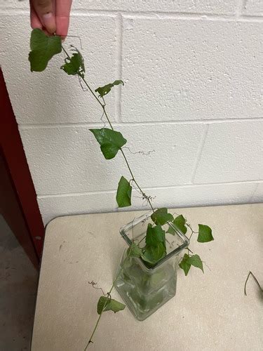 Hort 306 Plant List 7 Flashcards Quizlet