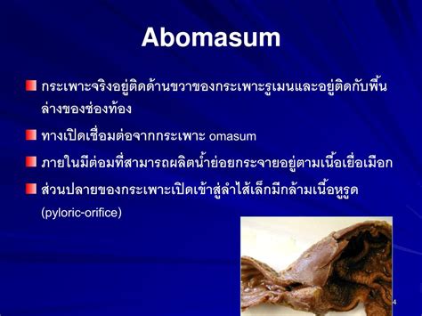 Ppt Digestive System Powerpoint Presentation Free Download Id951545