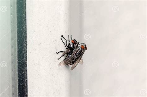 Two Flies Mate Male And Female Flies Are Mating Stock Image Image Of Vermin Miniature 285790957
