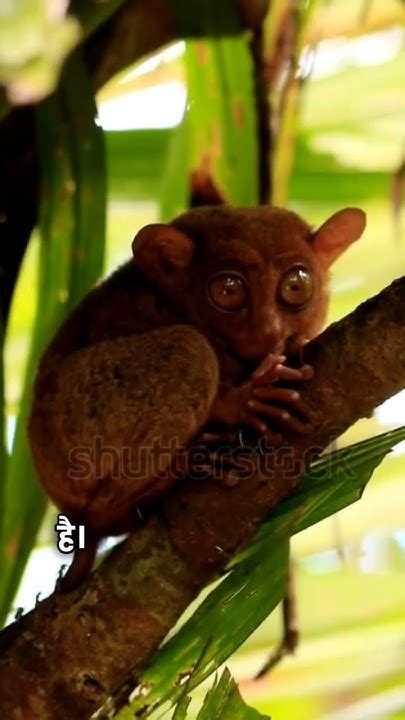 जानिए कैसे यह दुर्लभ प्राइवेट अपनी उंगलियों का उपयोग खाने के लिए करता है Wildlife Youtube