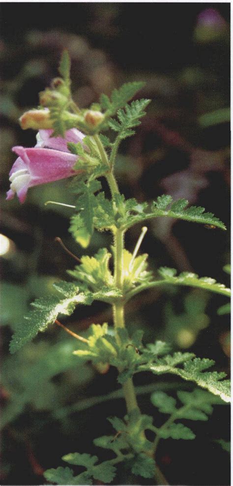 松蒿 秦巴野生植物 图片