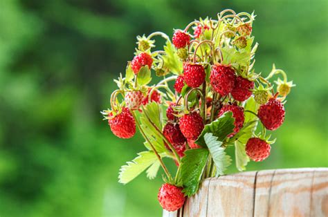 닫기 매크로 녹색 배경에 야생 딸기의 꽃다발입니다 공간을 복사합니다 야생 딸기에 대한 스톡 사진 및 기타 이미지 야생 딸기 0명 개체 그룹 Istock