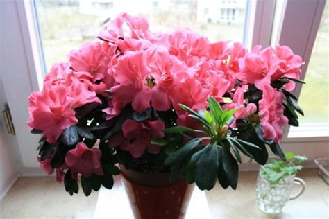 10 неприхотливых комнатных цветов цветущих круглый год