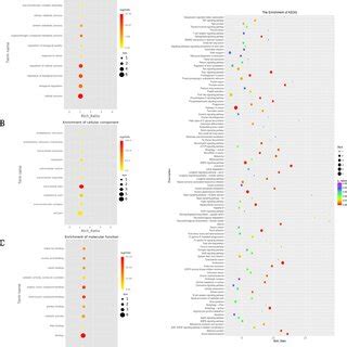 Functional Enrichment Analysis Of Targets Of Differentially Expressed