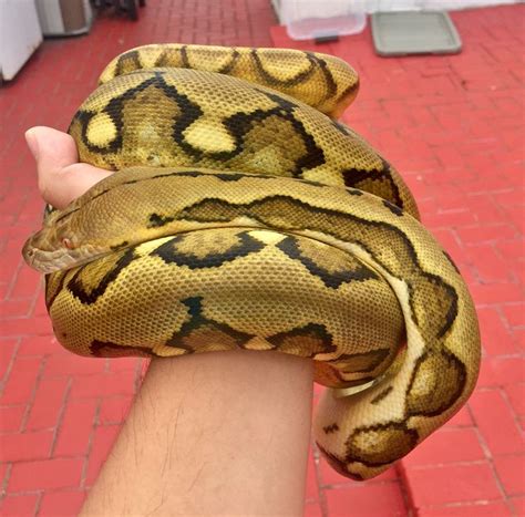 Pin By Jose Gonzales On Reticulated Pythons Reticulated Python