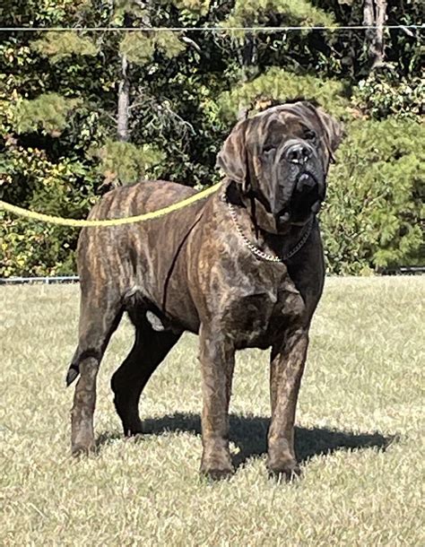 English Mastiff Puppies Available — Beowulf Mastiffs Global