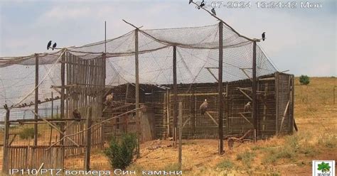 Все още не е събрана сумата за предаватели на двете лешоядчета излюпени в Зоопарк Стара Загора