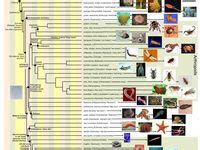 Tree Of Life Evolution Ideas Tree Of Life Evolution Evolution Science And Nature
