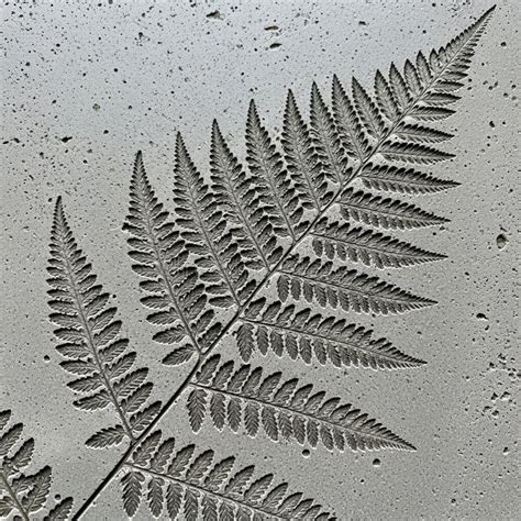 Imprint Reveals The Intricate Structure Of The Fern S Fronds And Stock