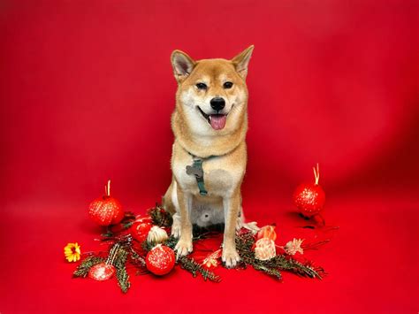 犬奴 頭先有個人見到我客人隻狗 話佢想喺隔離買隻柴犬 入嚟睇吓 當呢度動物園呀 癡q線 真係想講粗口啊😡😡