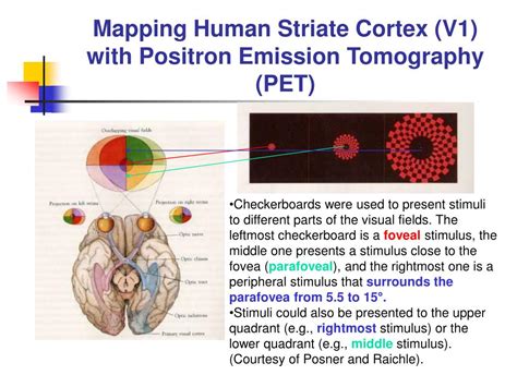 Ppt Cortical Functions And Their Measurement Vision As A Prototype Powerpoint Presentation