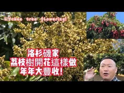 洛杉磯家荔枝園年年大豐收荔枝樹開花傳花粉修枝施肥Lychee tree flowering Litchi tree s