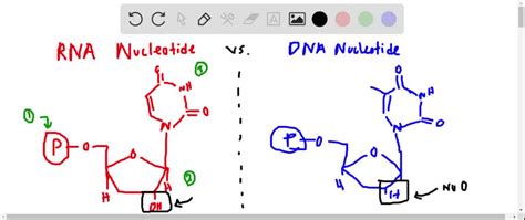 SOLVED Draw An RNA Nucleotide And A DNA Nucleotide Highlighting The