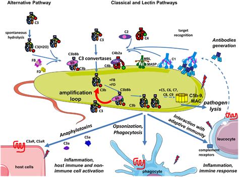 Frontiers In Immunology