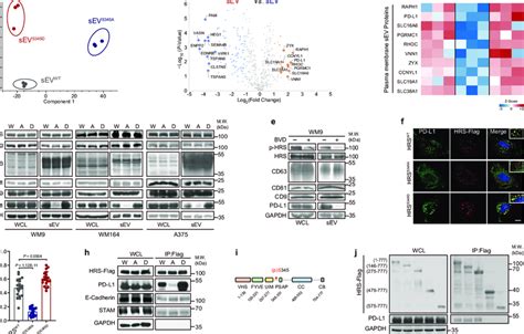Hrs S345 Phosphorylation Selectively Enriches Pd L1 In Sevs A