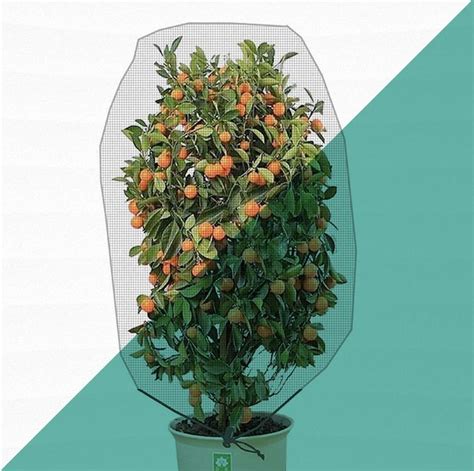 The Best Cicada Nets For Summer 2022