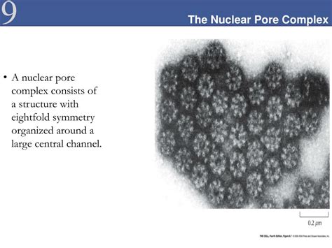 Ppt The Structure And Function Of The Nuclear Envelope Powerpoint Presentation Id 7018298