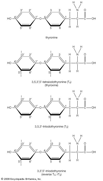 Thyroglobulin Structure