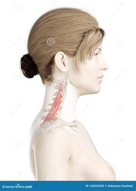 A Womans Levator Scapularis Stock Illustration Illustration Of