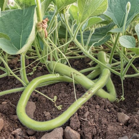Squash Cucuzza Seeds The Seed Collection