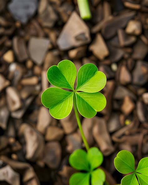 Download Ai Generated Cloverleaf Clover Royalty Free Stock Illustration Image Pixabay