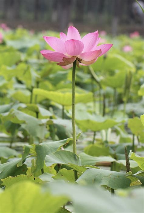 여름 로터스 꽃 Pixabay의 무료 사진 Pixabay