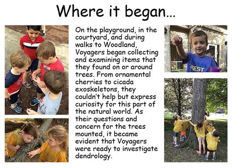 Trees Access Curriculum