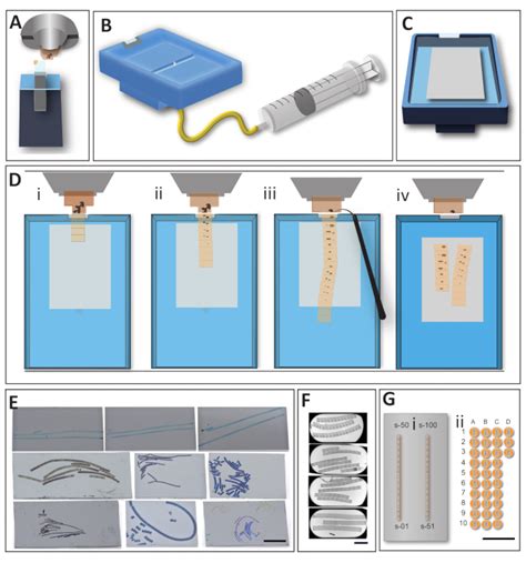 Array Tomography Workflow For The Targeted Acquisition Of Volume Information Using Scanning