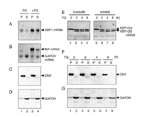 Subcellular Fractionation Of Cellular Rna Into Soluble And Insoluble