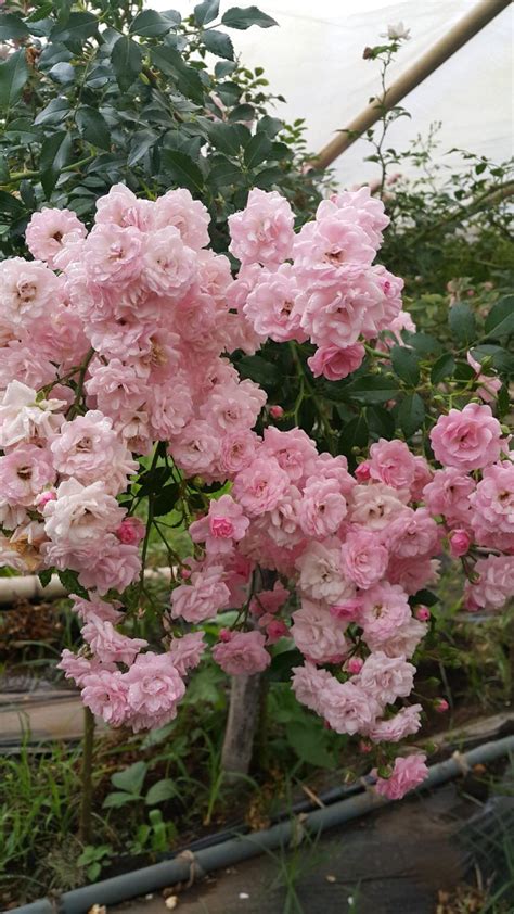 ชื่อสายพันธุ์ The Fairy 🌹 พร้อมส่งจ้าดอกกุหลาบพวงดแกพวงแน่นๆ พร้อมส่ง 10 ต้น ‼️‼️ 🌺กุหลาบสีชมพู