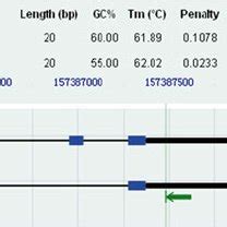 Primer Binding Diagrams Primer Binds Perfectly A With One