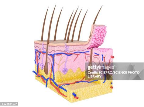 Cross Functional Diagram Photos And Premium High Res Pictures Getty