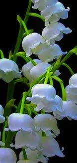 Elegant Lily Of The Valley Wallpaper Free Download
