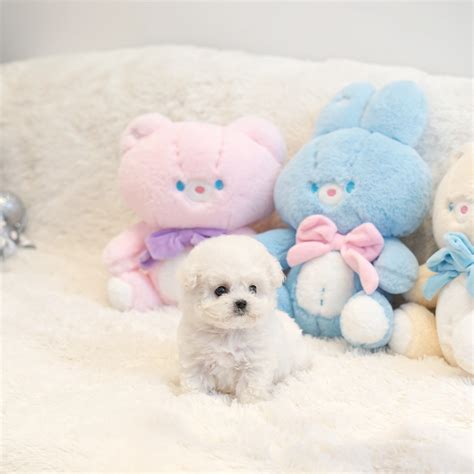 비숑프리제 강아지분양 유어펫 비숑프리제 애견분양