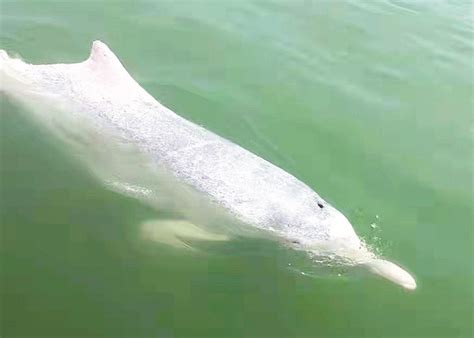 广东省湛江雷州湾海域发现约30条中华白海豚在水中嬉戏 神秘的地球 科学 自然 地理 探索