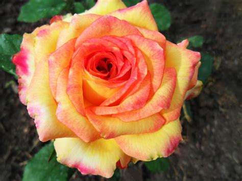 Саженцы розы в Орле купить розы в Орле саженцы розы в Орле купить саженцы роз в Орле