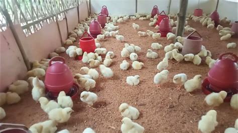 6 জুন আজকে বয়লার মুরগির বাচ্চার দাম Youtube