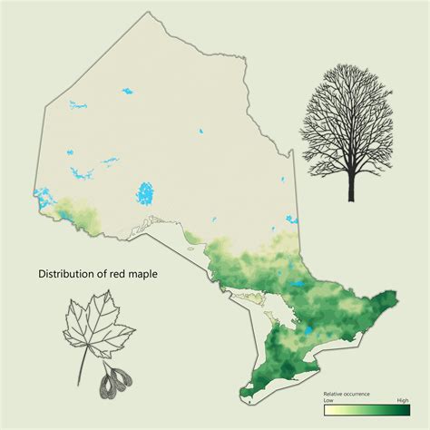 Common Trees Forest Resources Of Ontario Ontario Ca