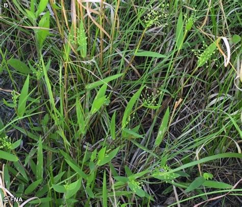 Scribners Panicgrass Fontenelle Forest Nature Search Fontenelle Forest Nature Search