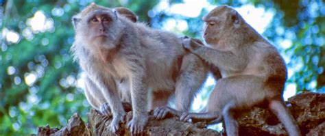 Examples Of Pipeline Project Schedule Create With Tilos