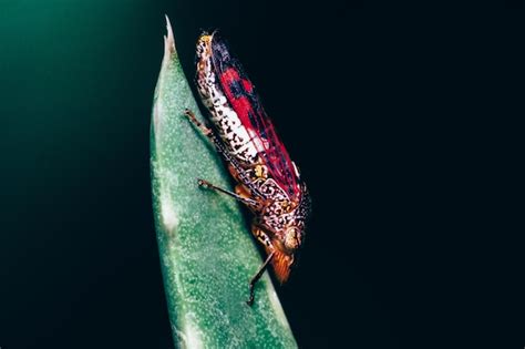 Premium Photo Macro Of Tree Hopper On Leaf Against Black Background