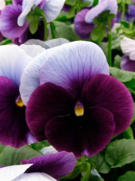 Виола фиалка Марина описание сорта характеристики особенности посадки и выращивания отзывы