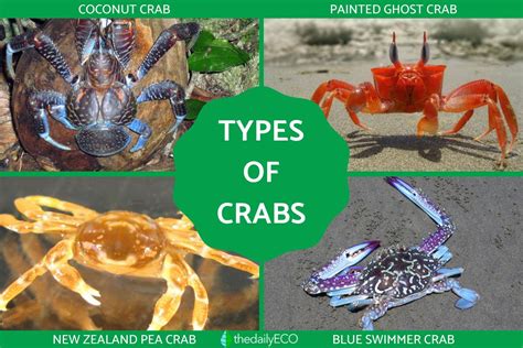 Types Of Crabs Different Crab Species With Photos