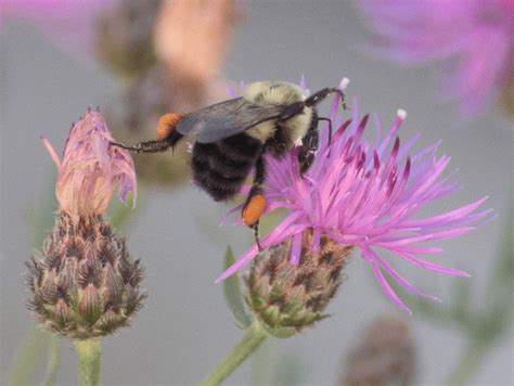 How To Stretch An Image In GIMP Quick Tips Guides